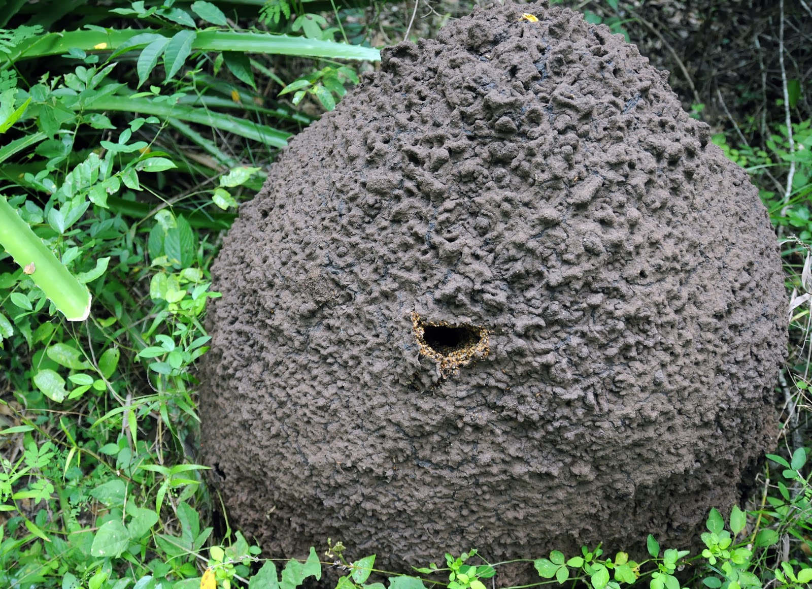 Cartacuba: El Comején