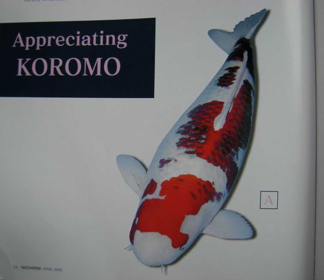 Beautysmile-Koi: Appreciation of Koromo