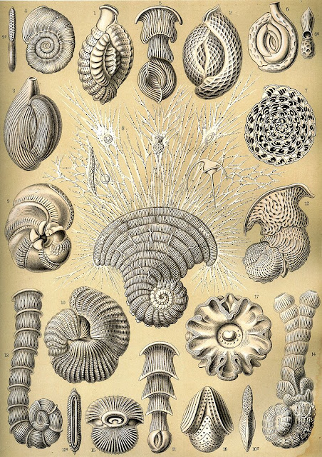 RIVIERA NAYARIT: Thalamophora: Obra de arte de la Naturaleza del ...