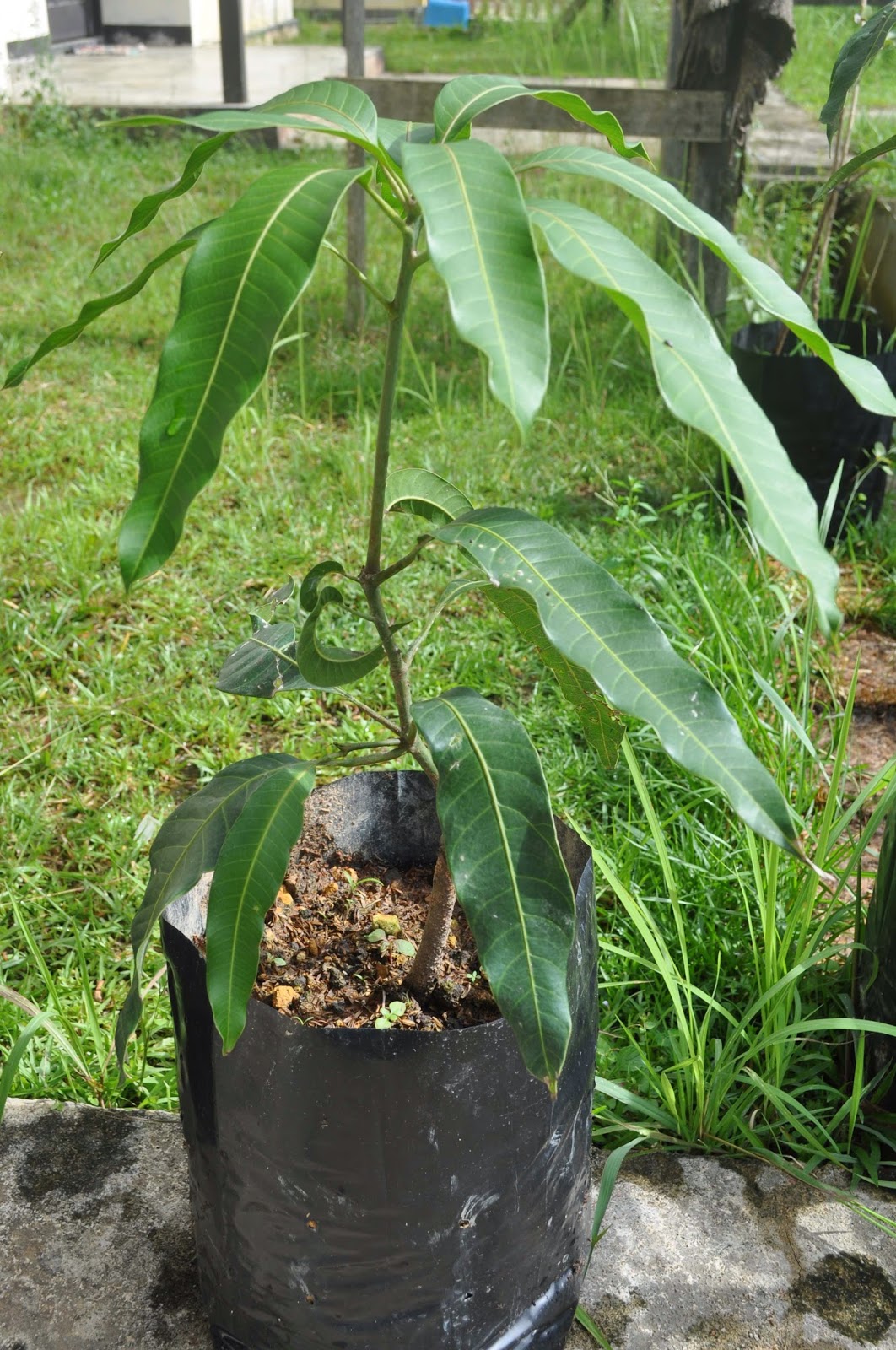 SEKADAU BERKBUN: MANGGA MAHATIR