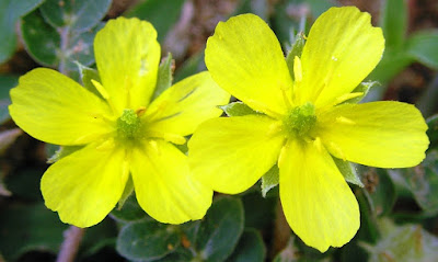 National Flower of United Arab Emirates