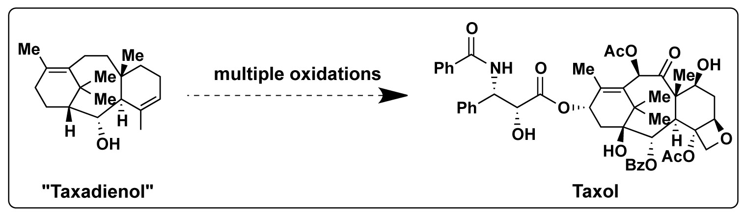 Open Flask: A Taxol synthesis is simple