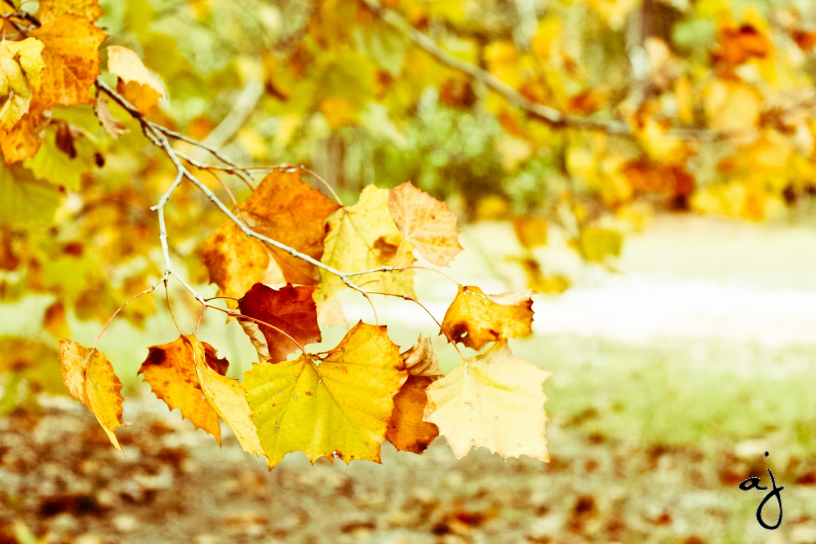 Amber Jordan Photography: Georgia Autumn