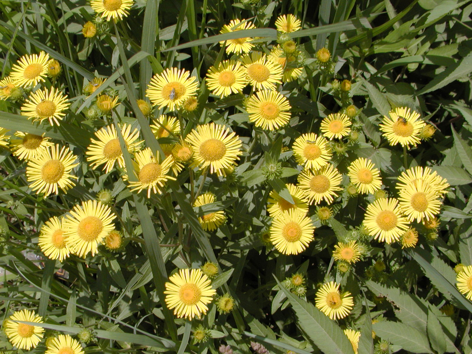 ΙΝΟΥΛΗ ιαπωνική - Inula Japonica | ΒΟΤΑΝΟΘΕΡΑΠΕΙΑ . ΘΕΡΑΠΕΥΤΙΚΑ ΦΥΤΑ ...