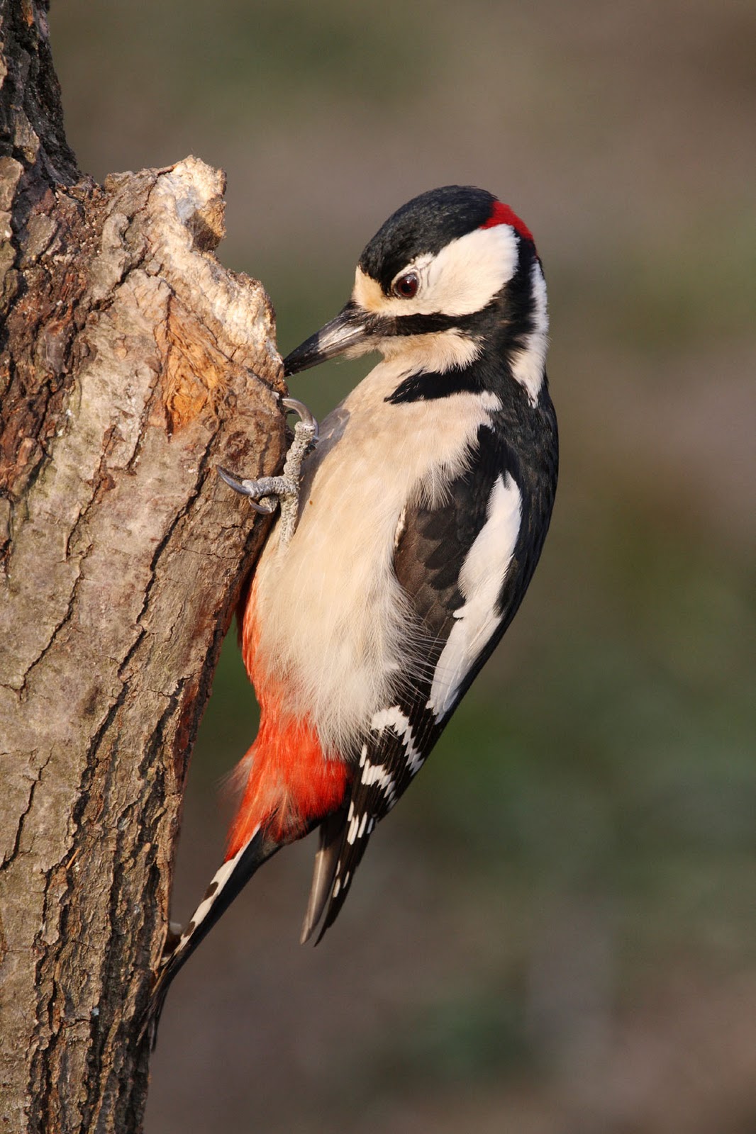 Woodpeckers of the World: Picid in Focus: Great Spotted Woodpecker ...
