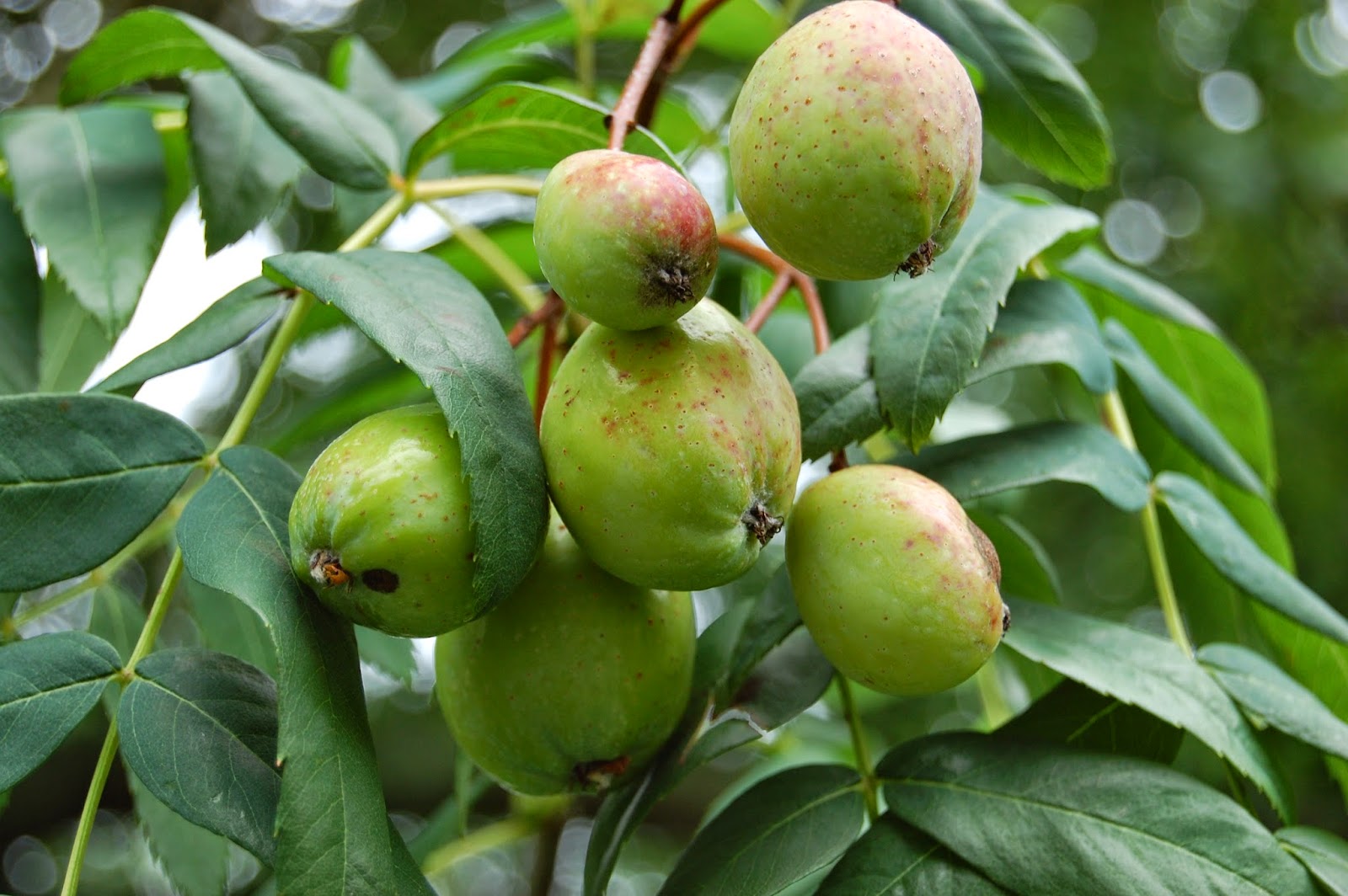 Trees Planet: Sorbus domestica - True Service Tree