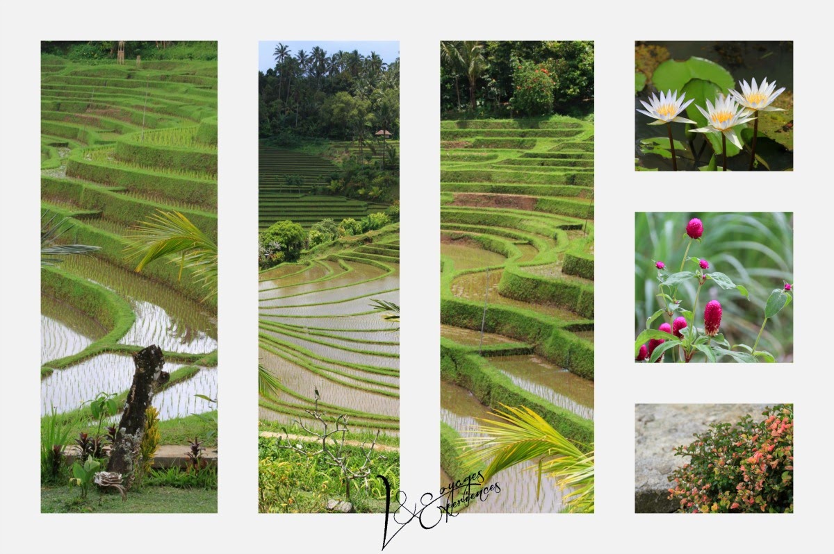 Voyages et Expériences : Bali: de Pemuteran à Sanur VIA PUPUAN, Sublime!