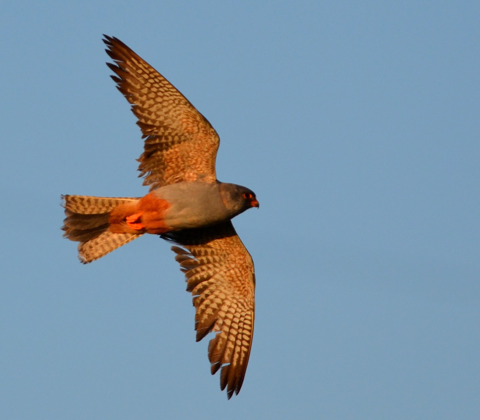 The Early Birder: Red-footed Falcon