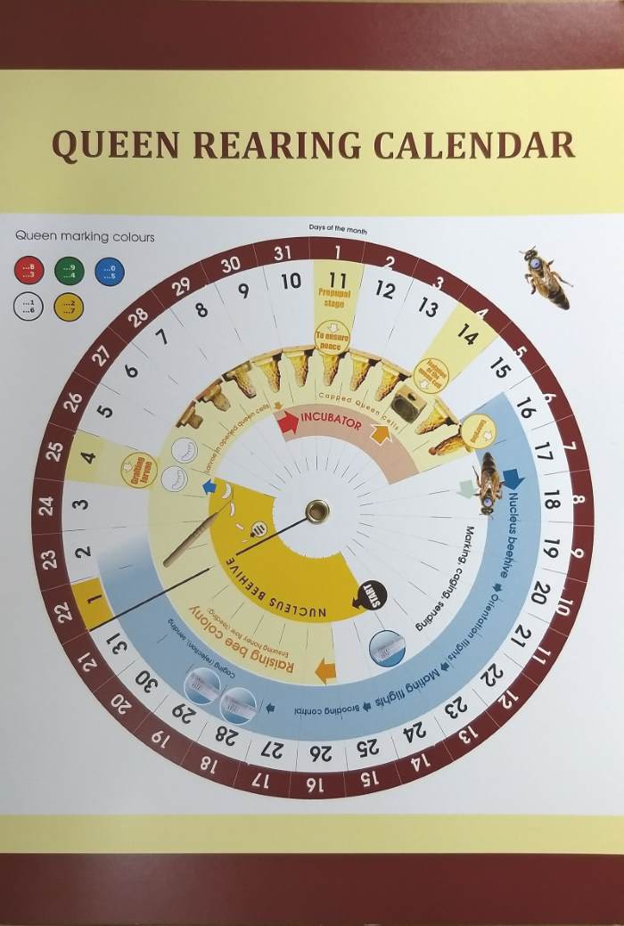 CORONA APICULTORES: CALENDARIO DE GESTION PARA LA PRODUCCION DE REINAS