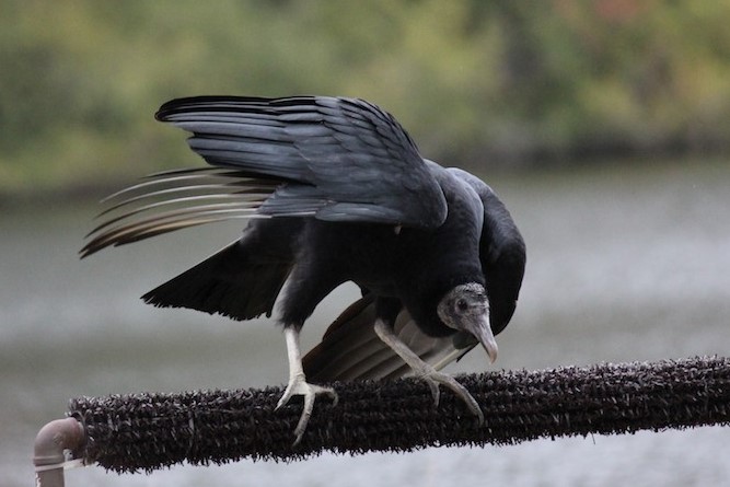 Red House Garden: Callaway Gardens - Birds of Prey