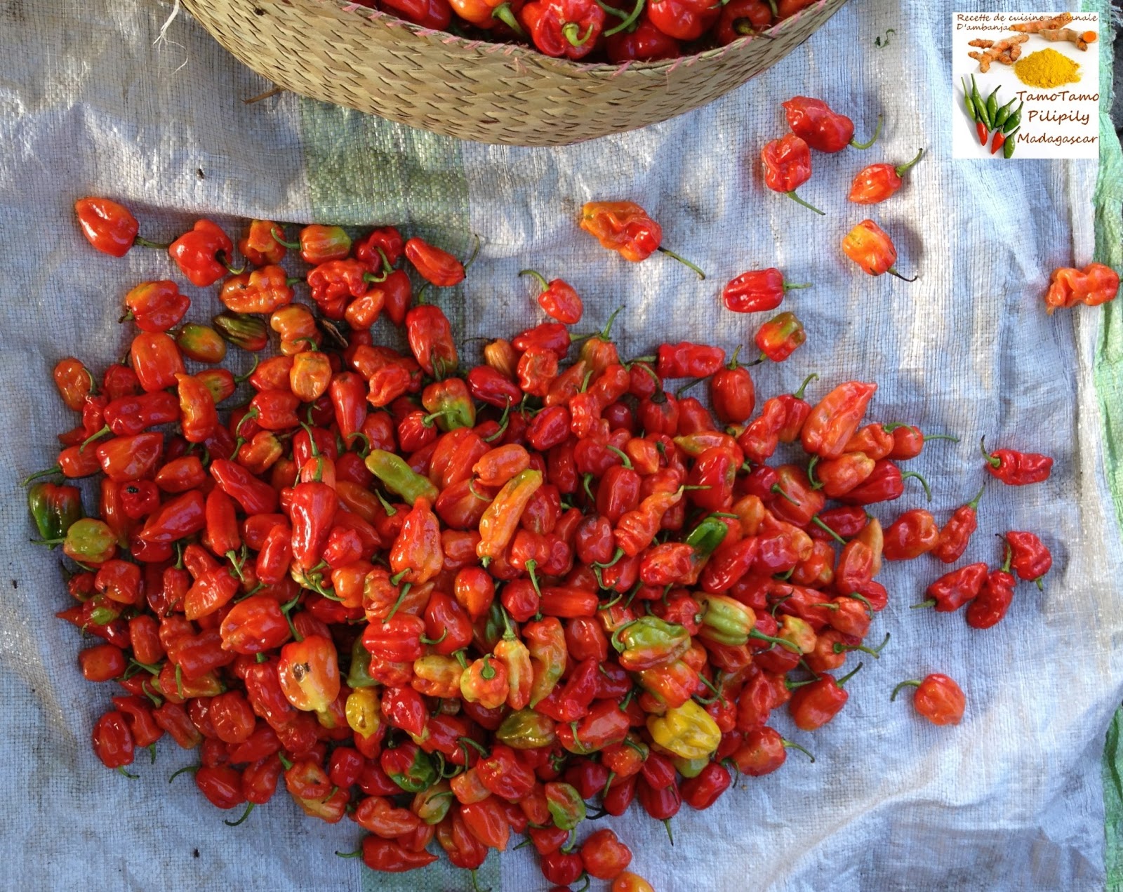 Cuisine artisanale d'Ambanja ( Madagascar ): Piment antillais ou ...