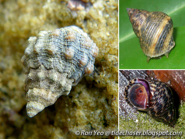 Marine Snails