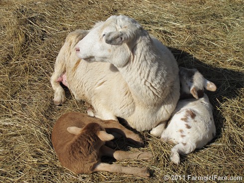 Farmgirl Fare: Monday Dose of Cute: Random Lamb Snaps
