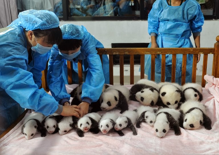 Presentaron a 14 osos panda bebés nacidos en la reserva de Chengdu en ...