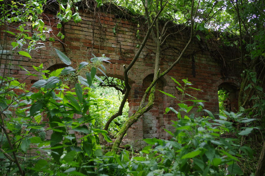 Wendy Tagg - The Birmingham Country Diary of a 21st Century Lady ...