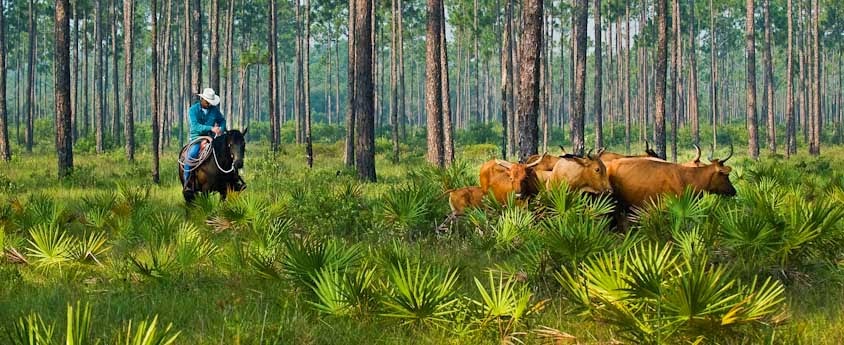 The Environmental Life: A Land Remembered Reflection