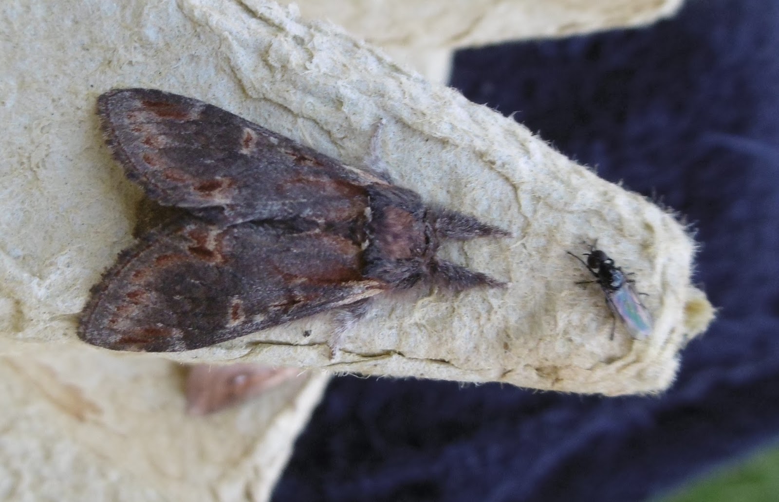 Martin's Moths: Bobs and bits