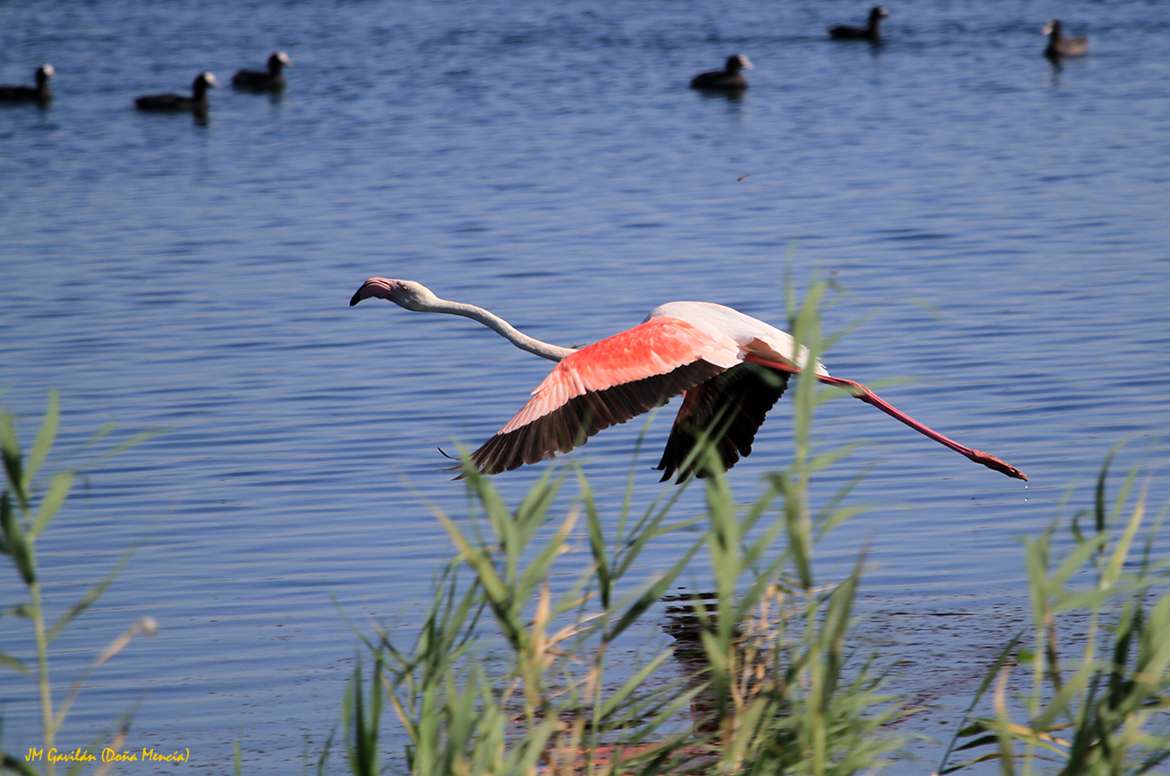 Fotografía de Naturaleza - JM Gavilán: El Flamenco rosa (Phoenicopterus ...