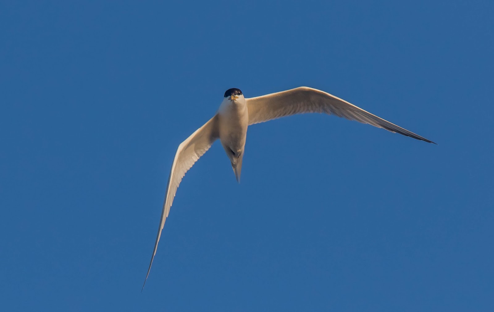 JORNAL DAS AVES e Peixes !: FOTOGRAFANDO AVES VOANDO, COM A CANON 7D ...