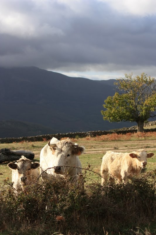 El Rinche de Berry : Fauna