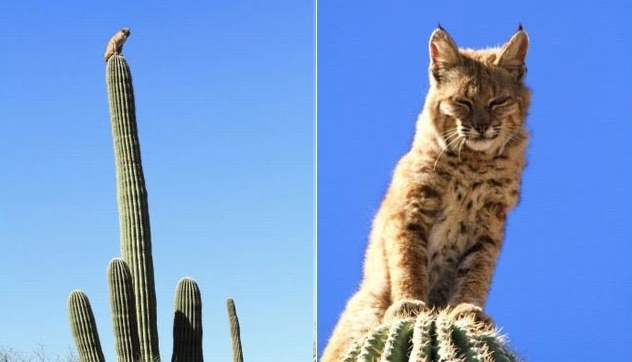 Bobcat Sitting on Top of 40 Foot Tall Cactus in the Arizona Desert
