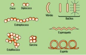 Biologia: Bactérias