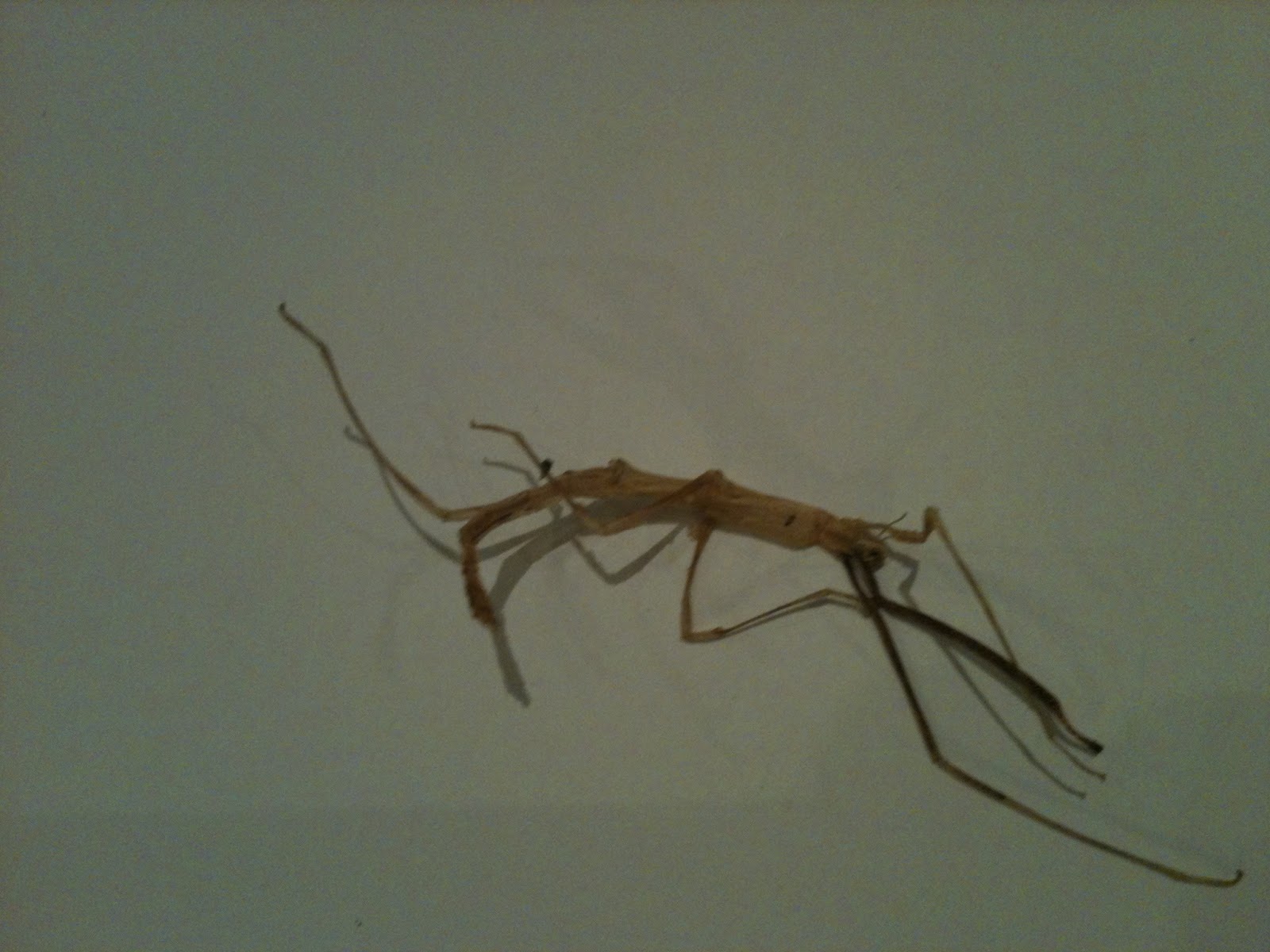 Les phasmes clonopsis gallica et moi : Les phases du phasme