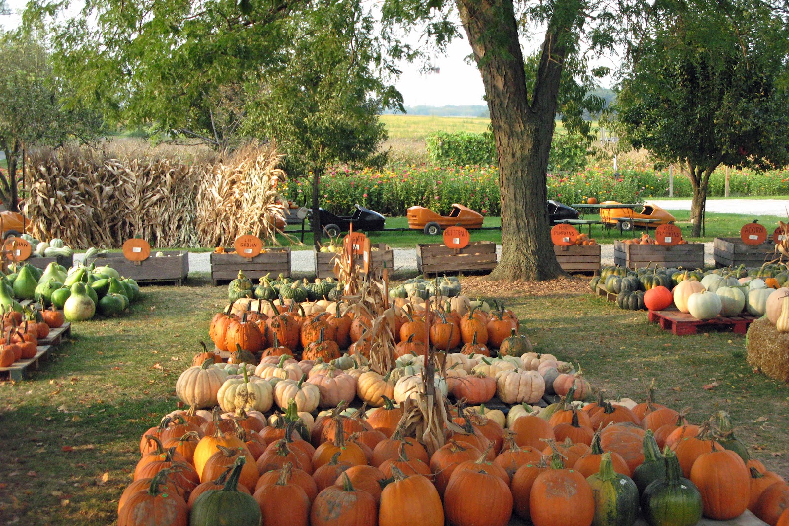 Just*Grand: Pumpkins Galore!