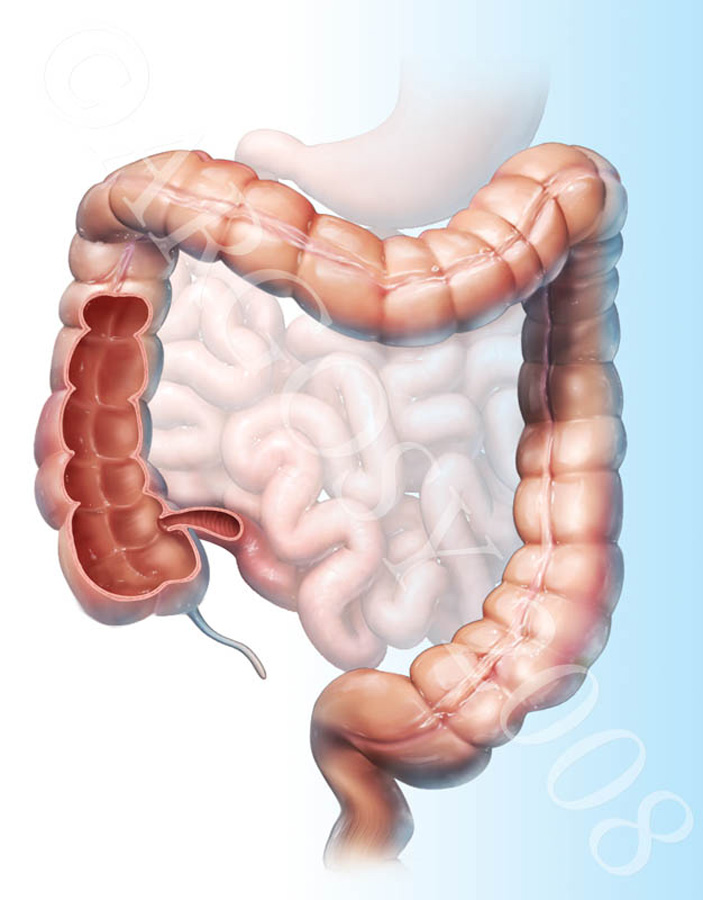 Systems of...: 1.- Digestive System - Organs And Functions