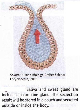 Glandular Epithelium and Muscle Tissue - New Science Biology