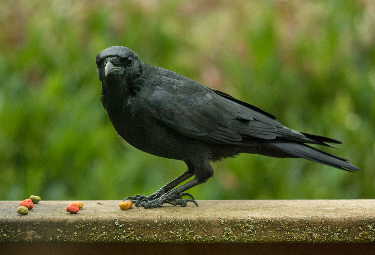 Chaikins of Bellingham: Crow Alert