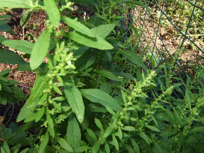 DESCUBRE LOS BENEFICIOS DEL PAICO HIERBA MEDICINAL...REMEDIOS ...