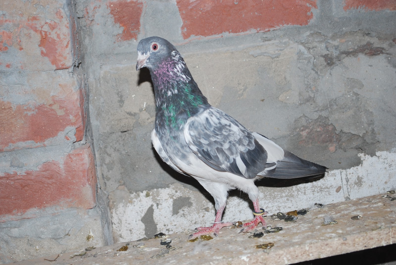 Pakistani Tipplers (Kabootar Baaz) | UK & USA Pigeons | Fancy Pigeons ...
