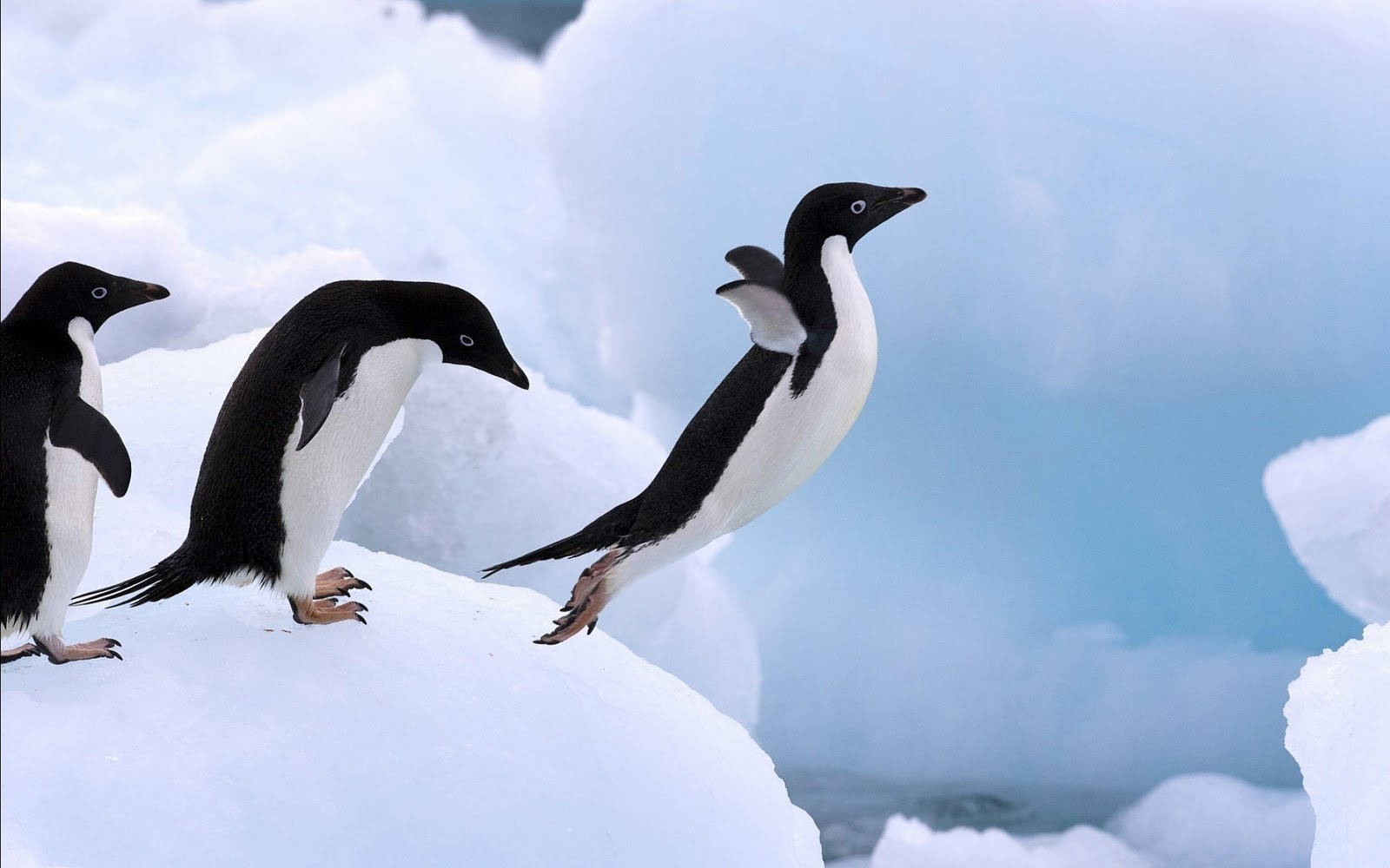 Pinguin Achtergronden | HD Wallpapers