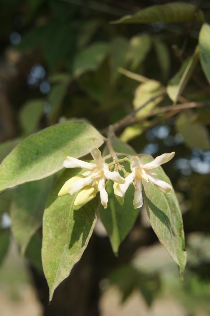 OUR PHILIPPINE TREES: Prolific Lanete