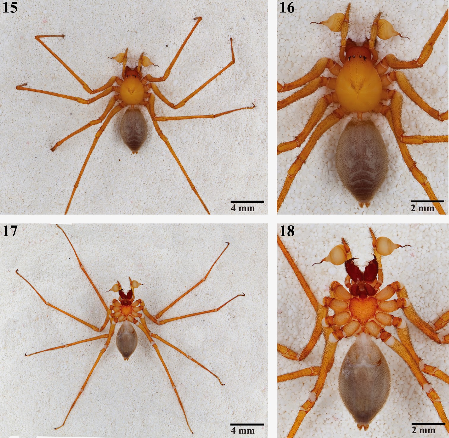 BIBOCA AMBIENTAL : ARANHA Trogloraptor marchingtoni