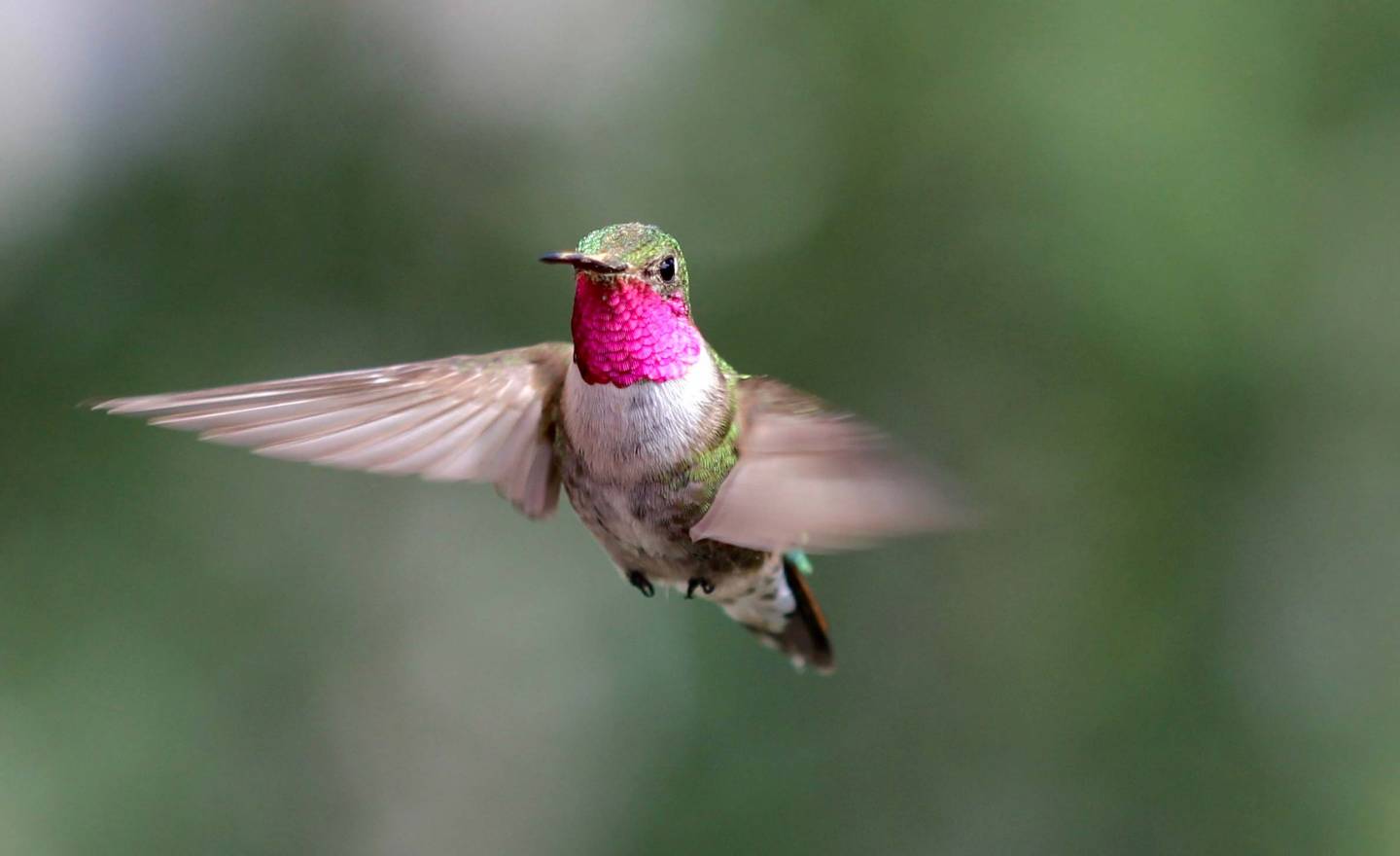 Rosa Rubicondior: Unintelligent Design - Hummingbirds and Suboptimal ...