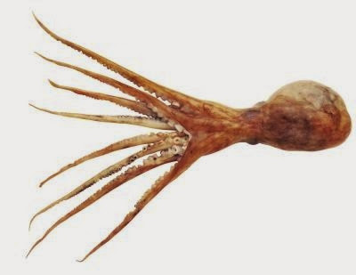 How to Cut an Octopus | Cake Recipes