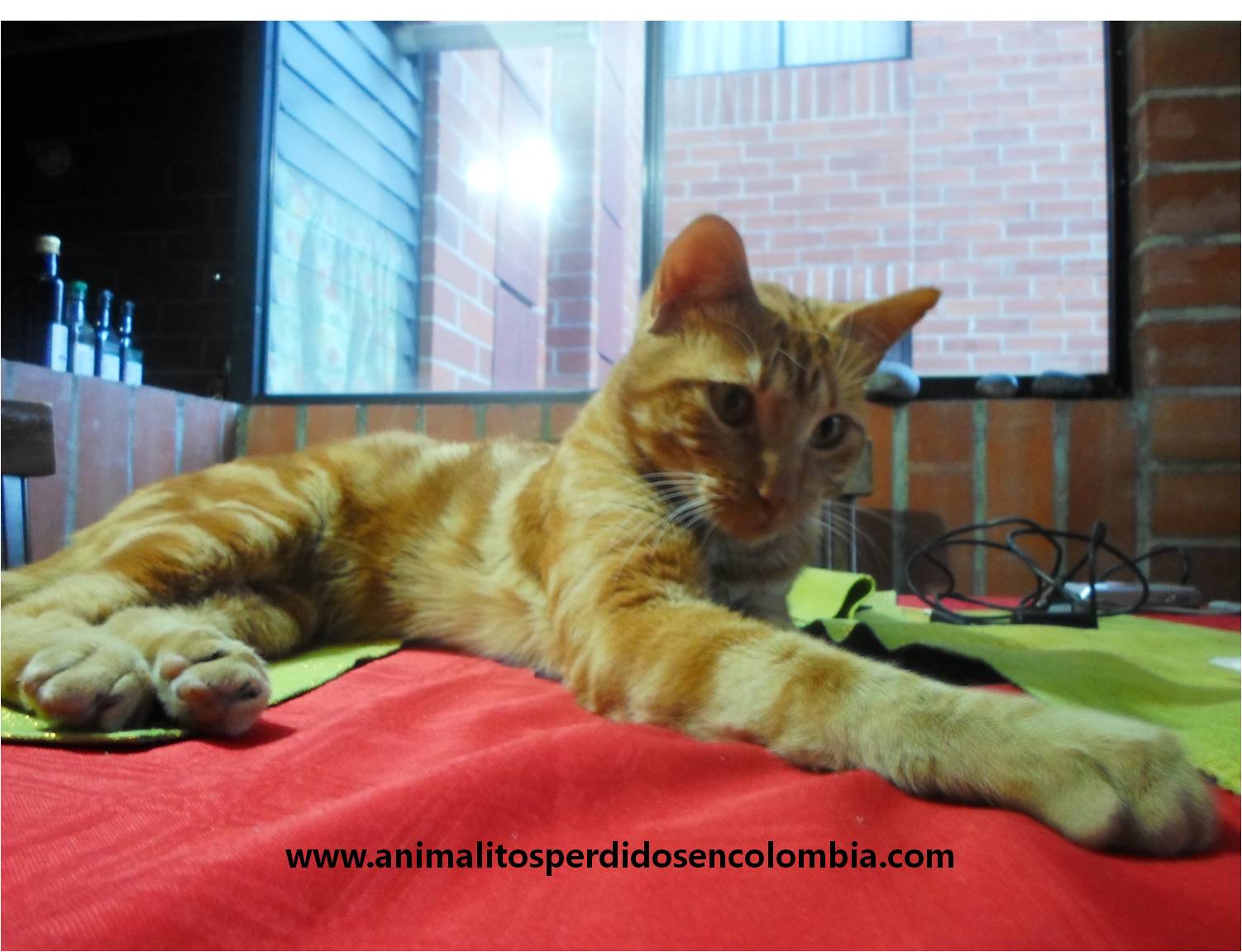 Animalitos Perdidos en Colombia: ENCONTRADO BOGOTÁ-GATO CRIOLLO ...