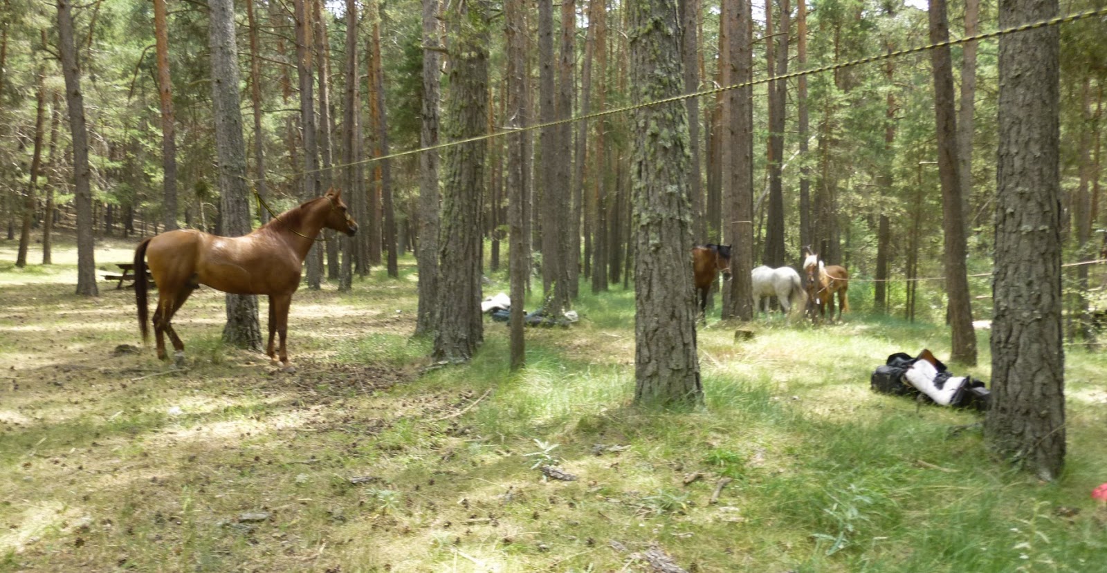 Naturaleza y Caballos: El equipo del caballo
