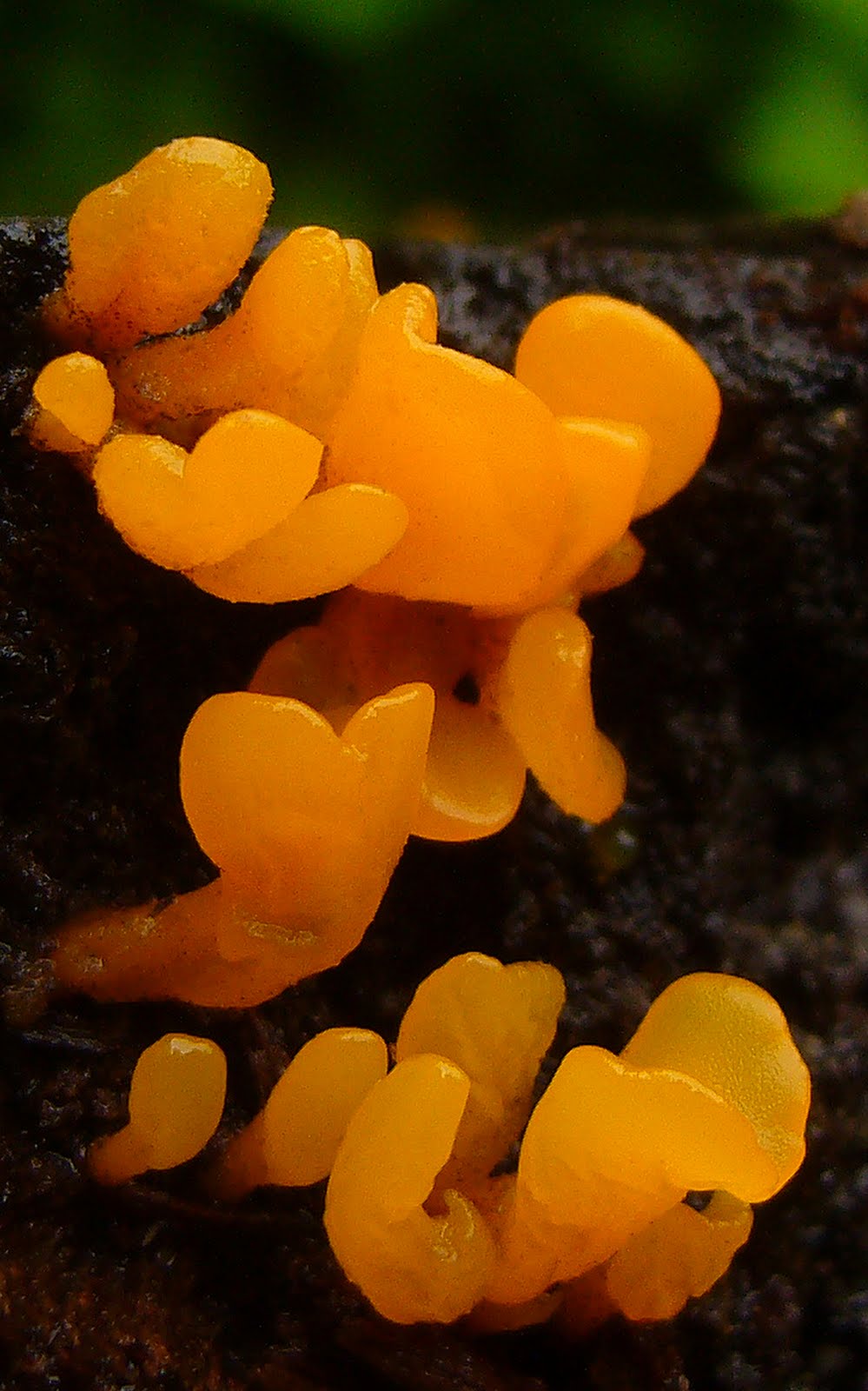 fungo laranja van ray