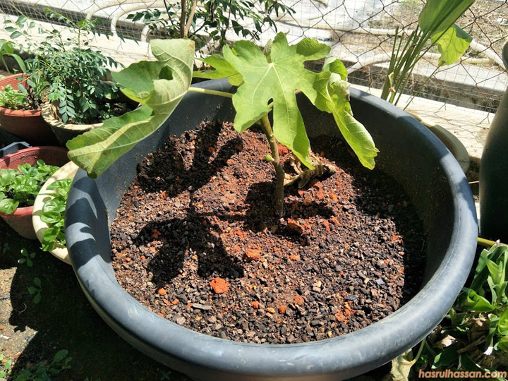 Cara Tut Pokok Tin dan Tips Tanam Dalam Pasu