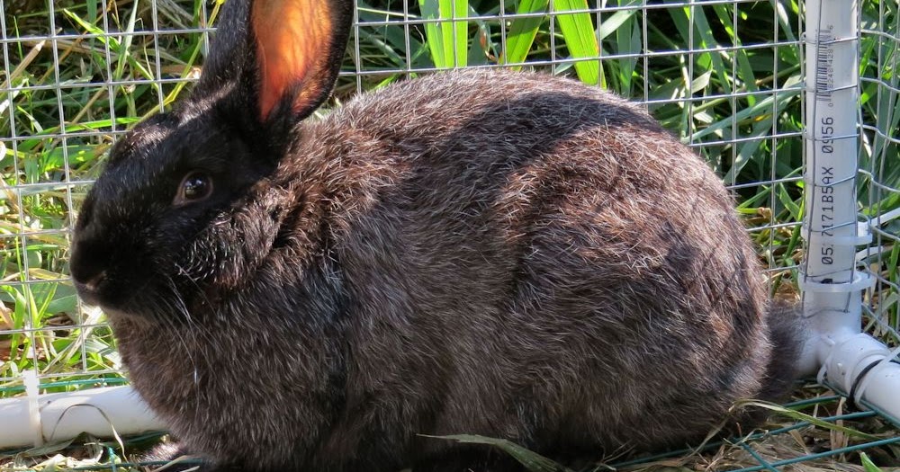 Reiter's Silver Fox Rabbits: For Sale