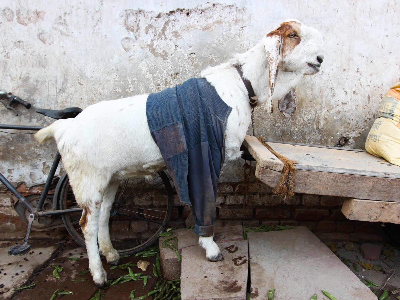 Hello Talalay: Getting Your Goat In Old Delhi