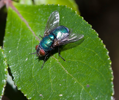 Variety of Life: Lucilia