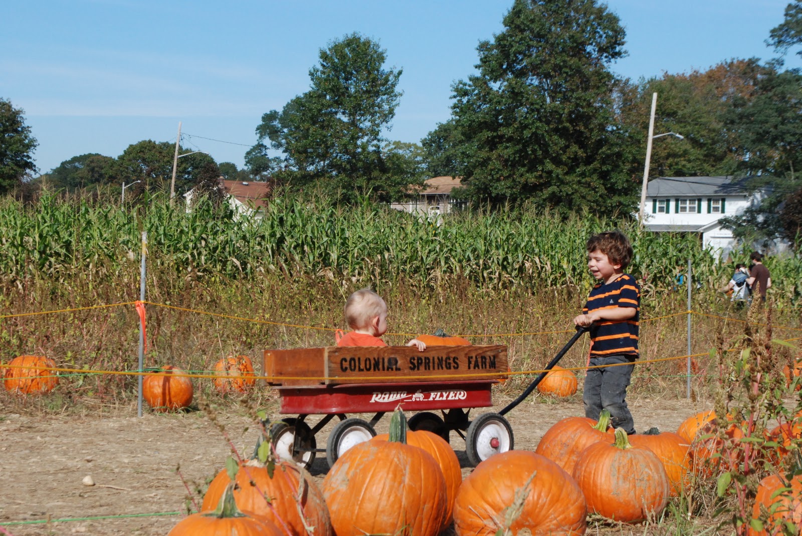 this little piglet: Pumpkin Picking
