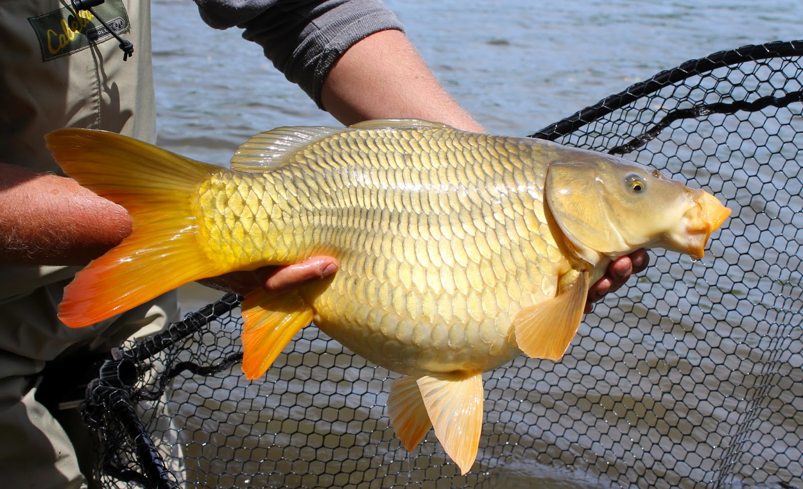 The Connecticut Yankee: Carp Camp