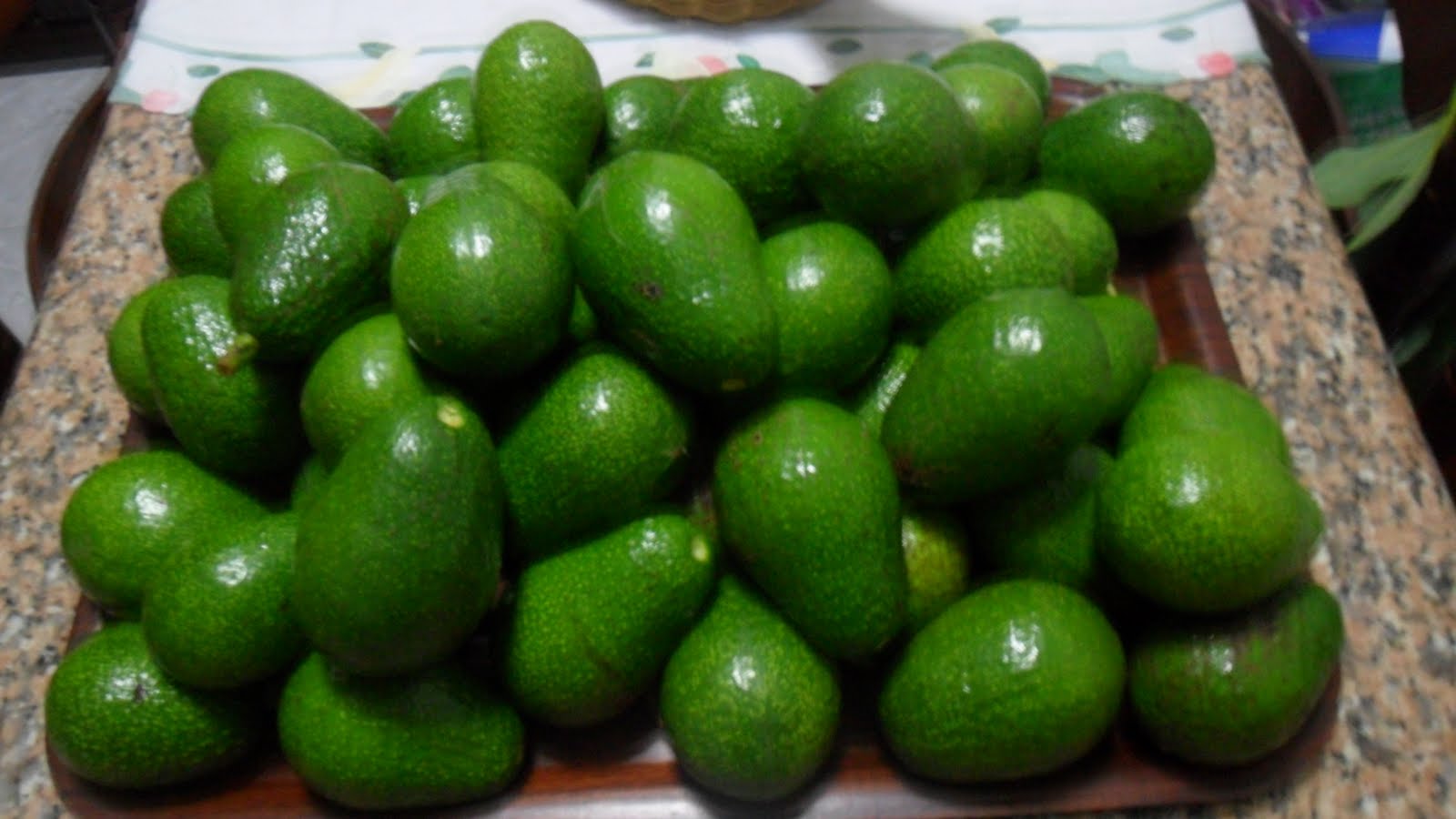 Olhai os lírios do campo: A colheita da Pera Abacate