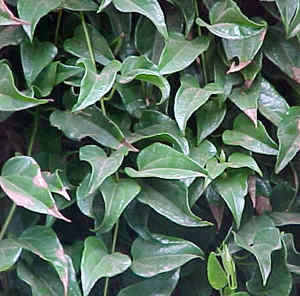 CALDEIRÃO DE PLANTAS MEDICINAIS: Os benefícios do guaco