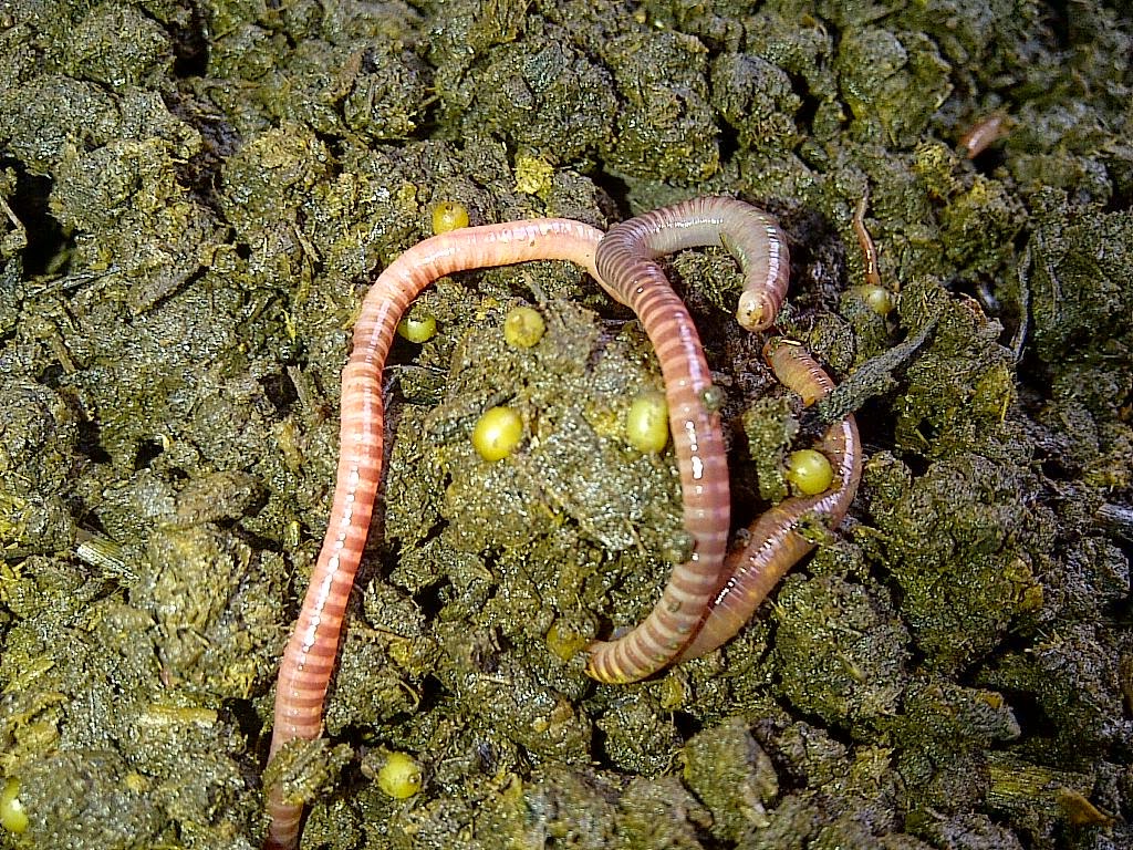 RUMAH CACING MERAH BOGOR: Produk Rumah Cacing Merah Bogor